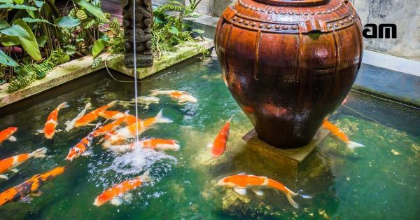5 Cara Perbaiki Cat Kolam Ikan Rembes, Pakai Waterproofing