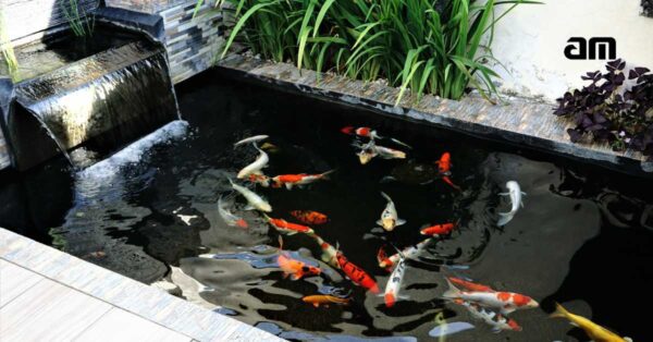 Ini 2 Rekomendasi Cat Kolam Anti Bocor untuk Kolam Ikan
